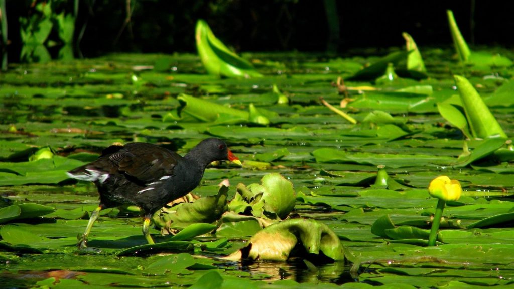 Lacul Razelm, marea cu apă dulce a României